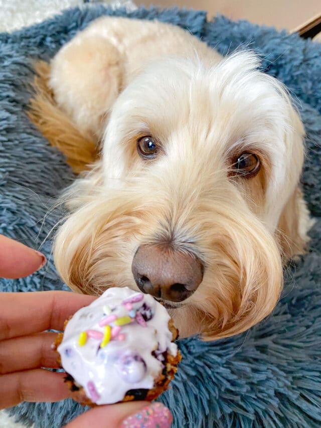 Blueberry Muffins for Dogs Recipe - We are not Martha