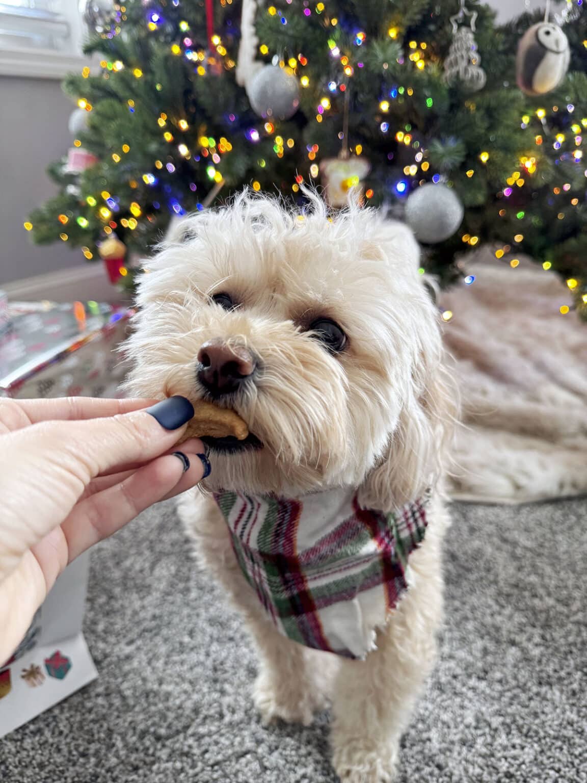 Gingerbread Cookies for Dogs Recipe - We are not Martha