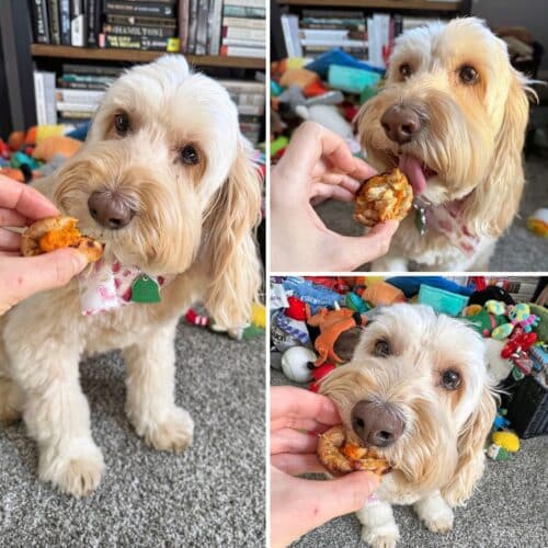 Pizza for Dogs Recipe - We are not Martha