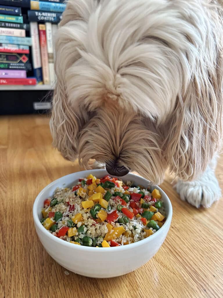 Quinoa for Dogs Recipe - We are not Martha