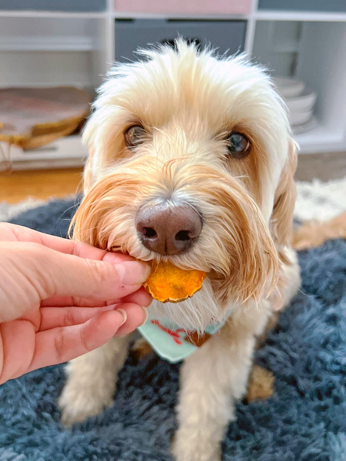 Sweet Potato Dog Treats Recipe - We are not Martha