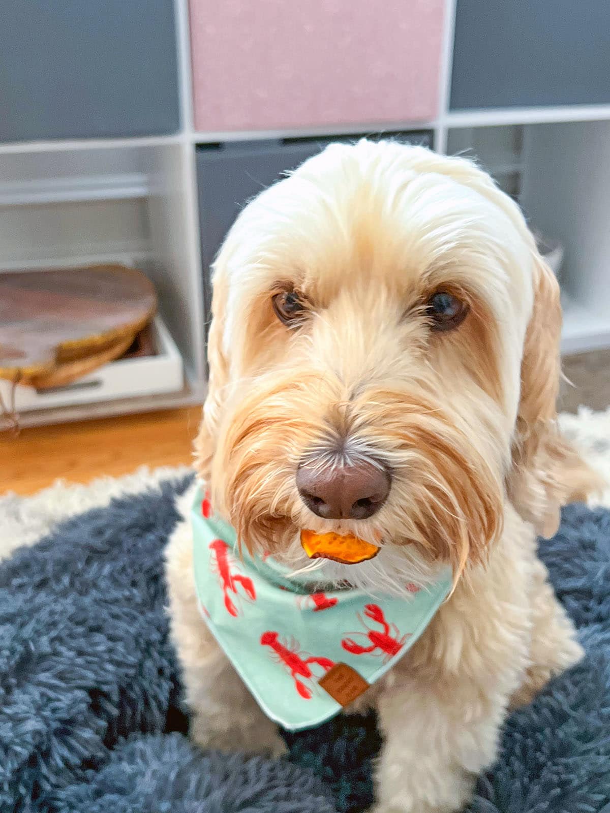 Sweet Potato Dog Treats Recipe - We are not Martha